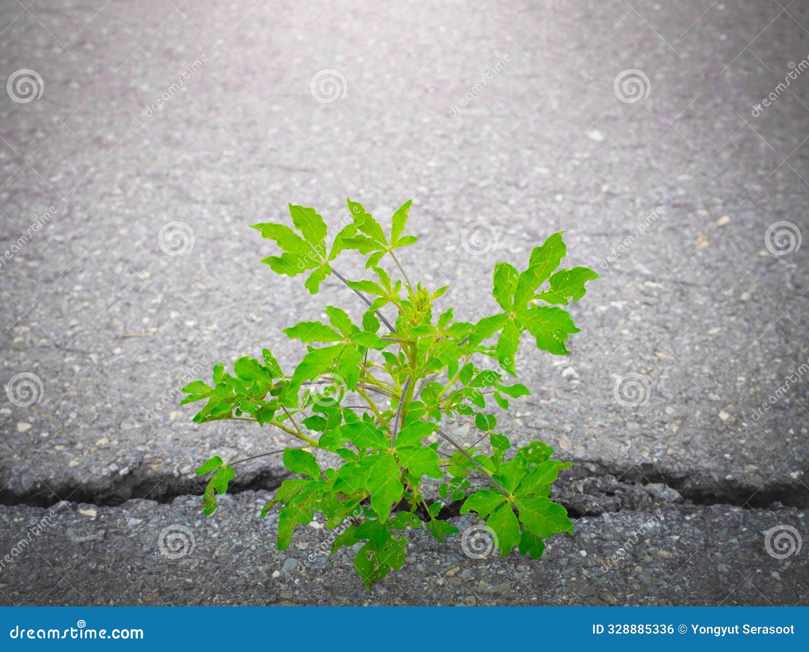 Trees Growing on the Surface of the Concrete Pavement Cracks Stock ...