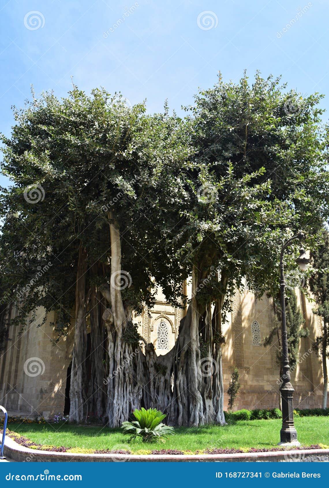 Trees Growing Together Forming One Giant Tree. Stock Image - Image of ...