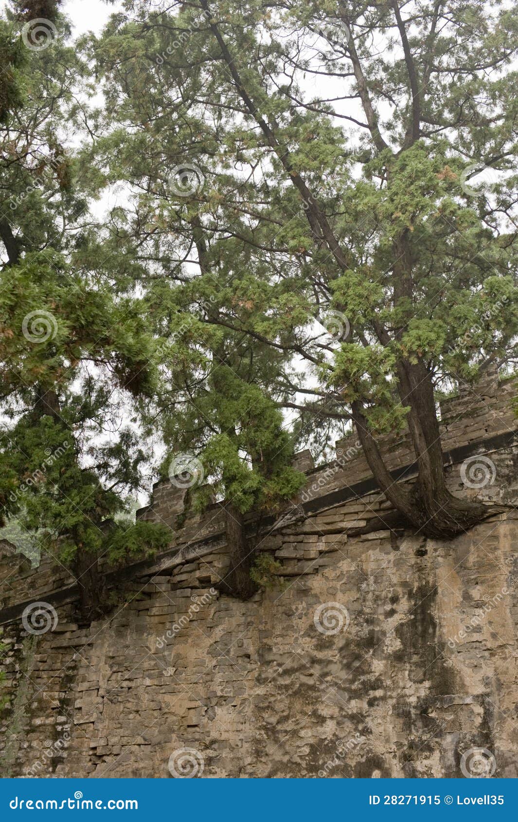 Trees growing through wall stock image. Image of tree - 28271915