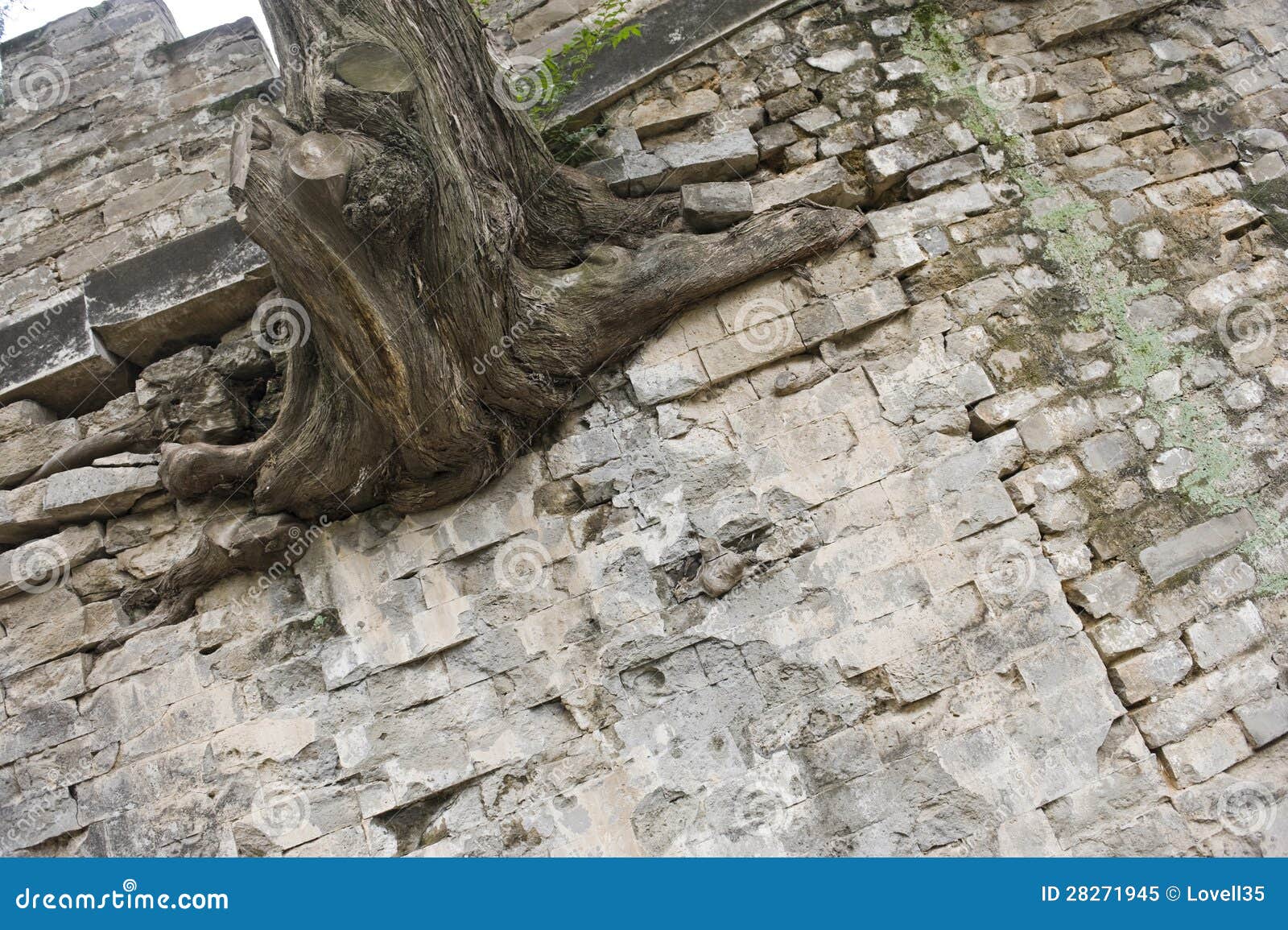 Trees growing through wall stock image. Image of trees - 28271945