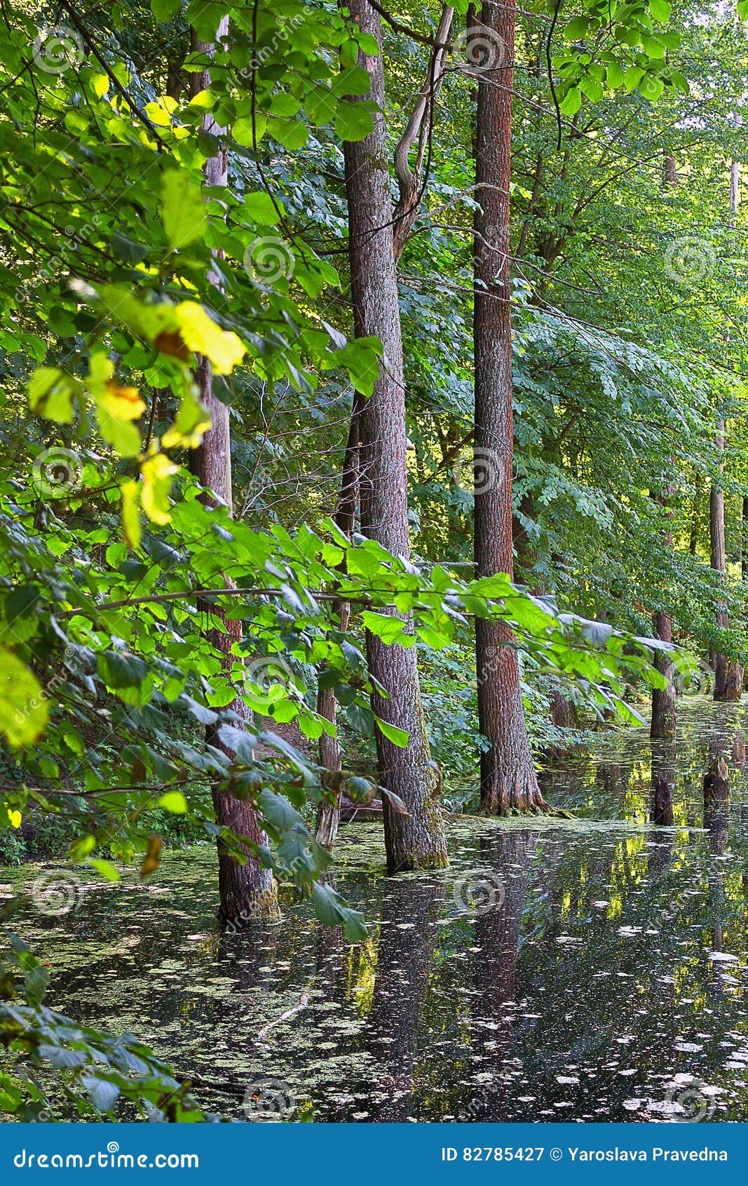 Trees growing in the water stock image. Image of green - 82785427