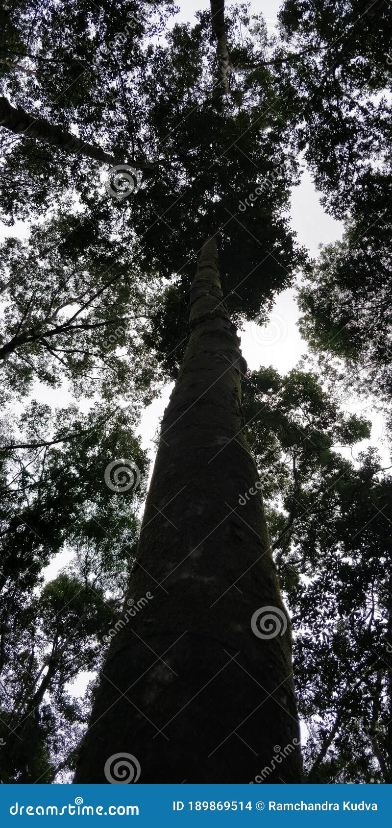 Trees Grown so Long. Beautiful Evening Sky. Beautiful Tree Stock Photo ...