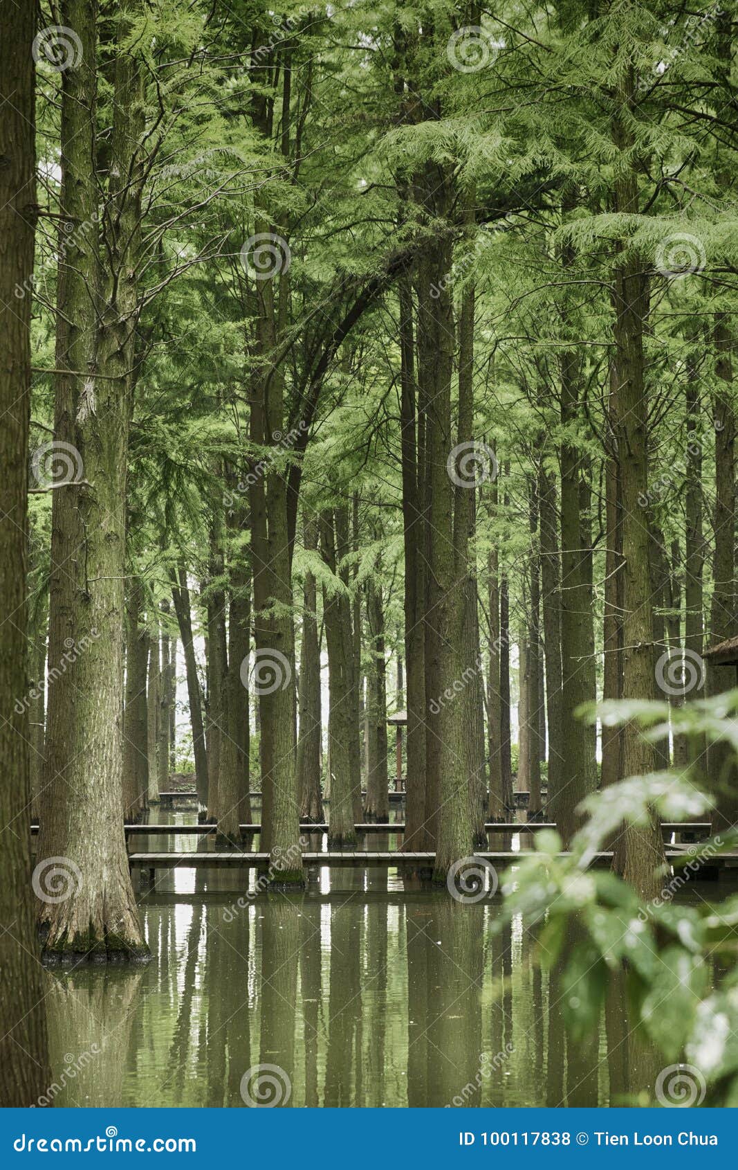 Trees grown in water stock photo. Image of forest, people - 100117838