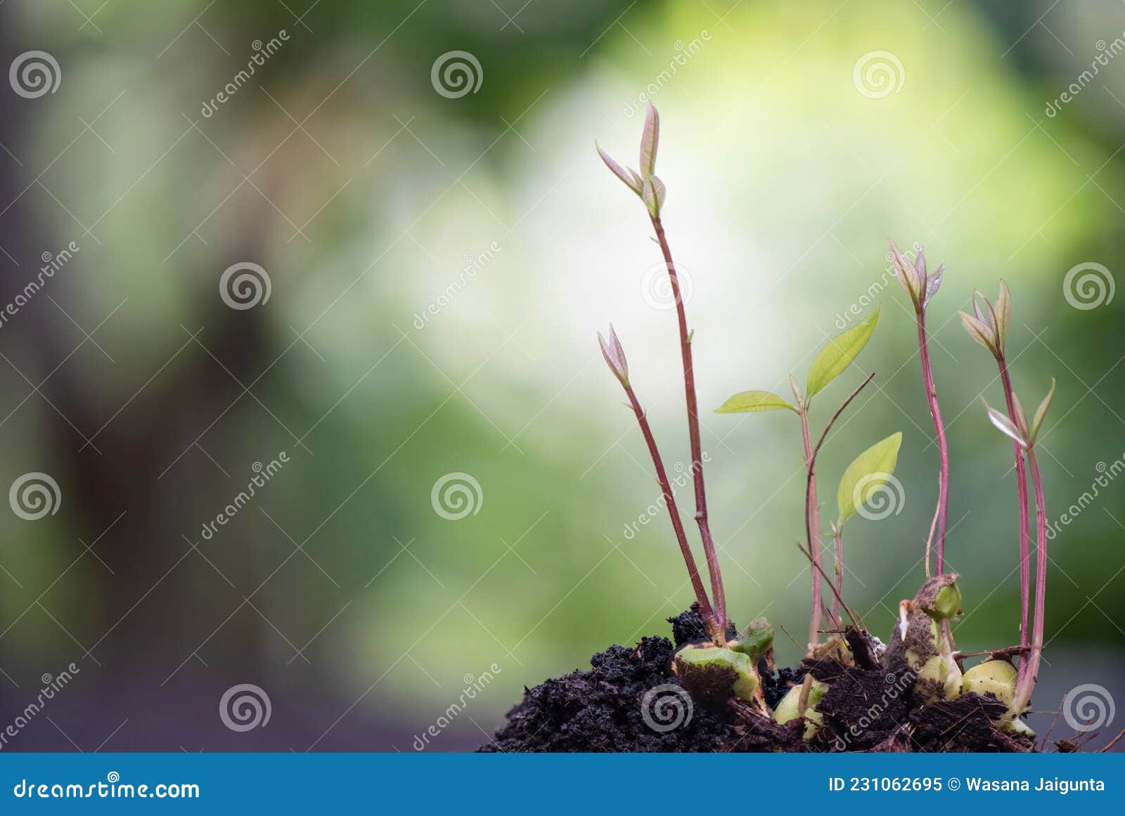 Trees Growth on Nature Background Stock Image - Image of organic ...
