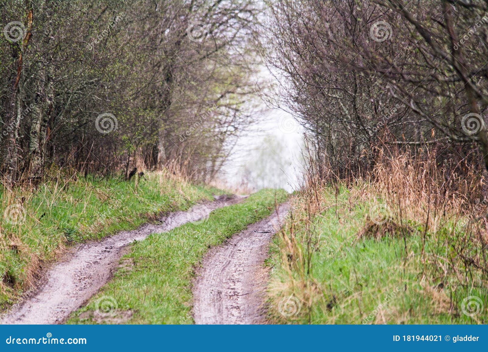Trees Hanging Over a Country Road, Path To the Light Stock Image ...