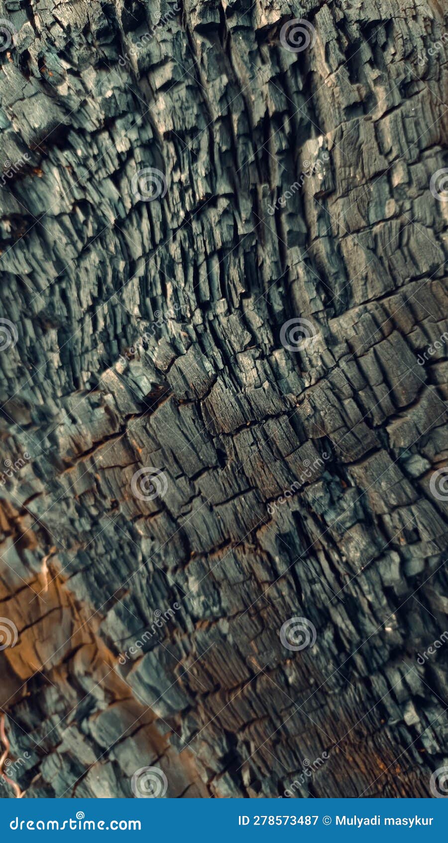 Trees that Have Been Burned Create Natural Pattern Stock Image - Image ...