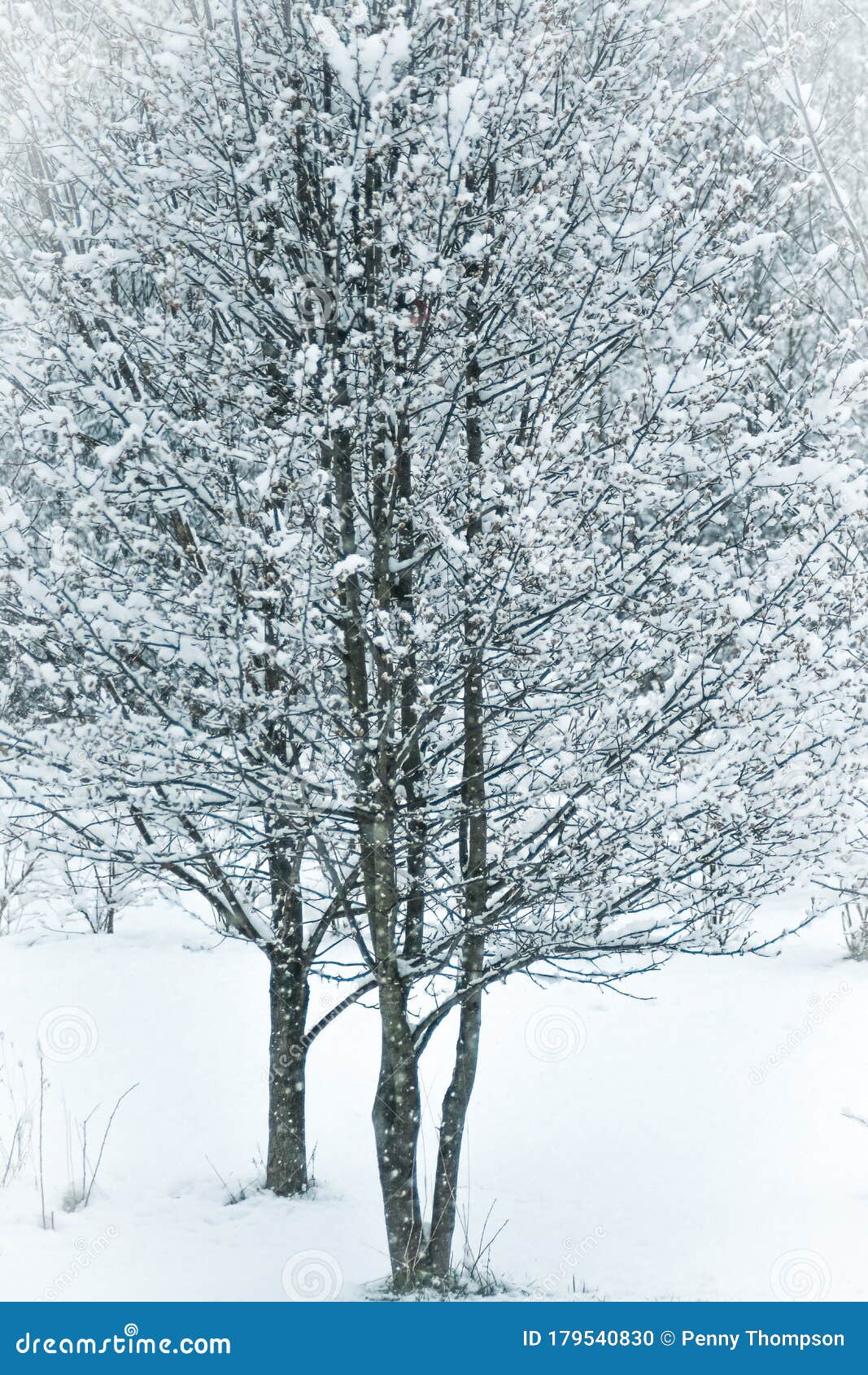 Snow Covered Trees in Spring Stock Photo - Image of nature, trees ...