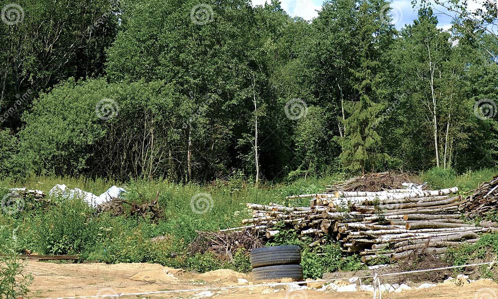 Trees Have Been Cut Down in the Forest Stock Image - Image of outdoors ...