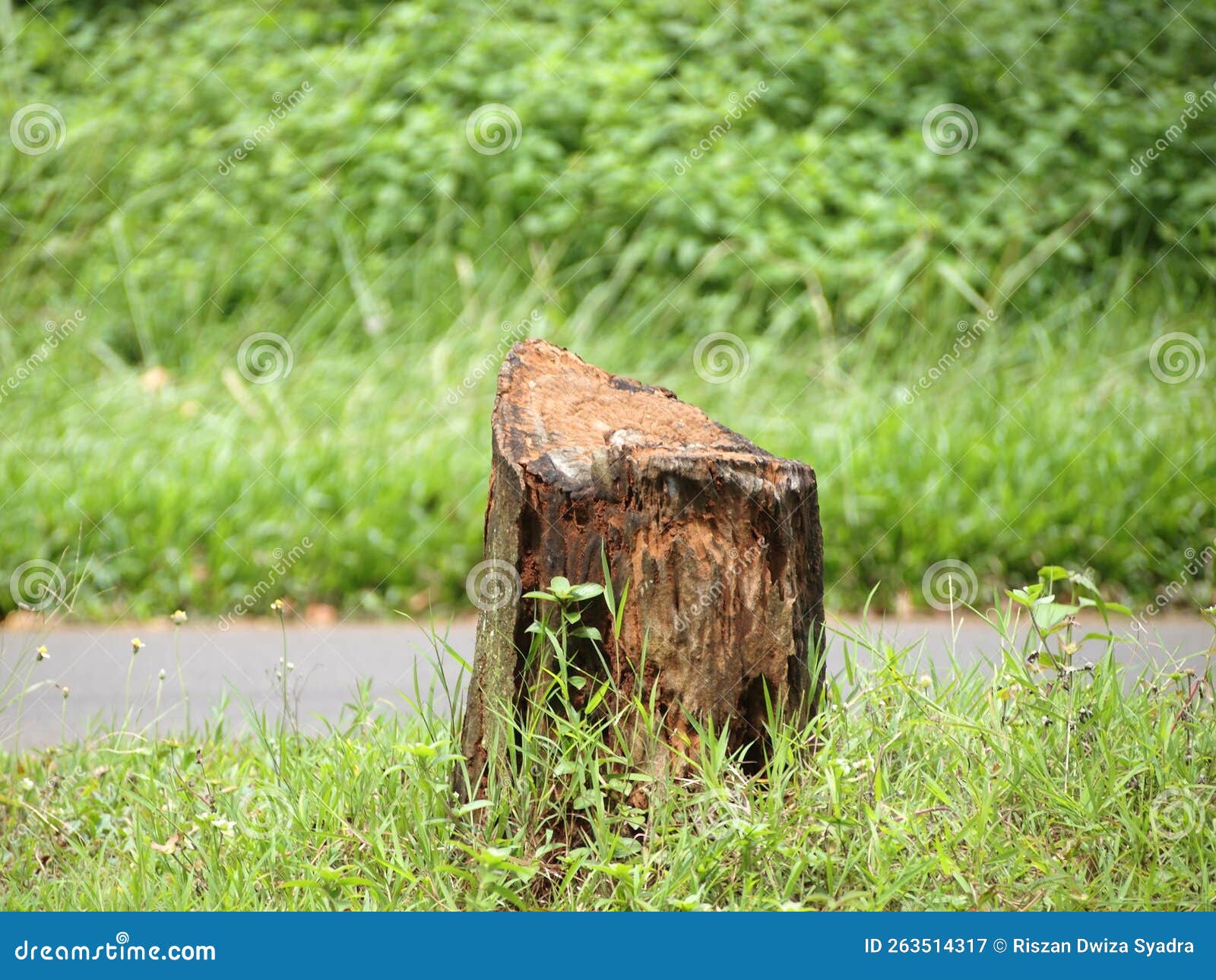 Trees that have been cut stock image. Image of left - 263514317