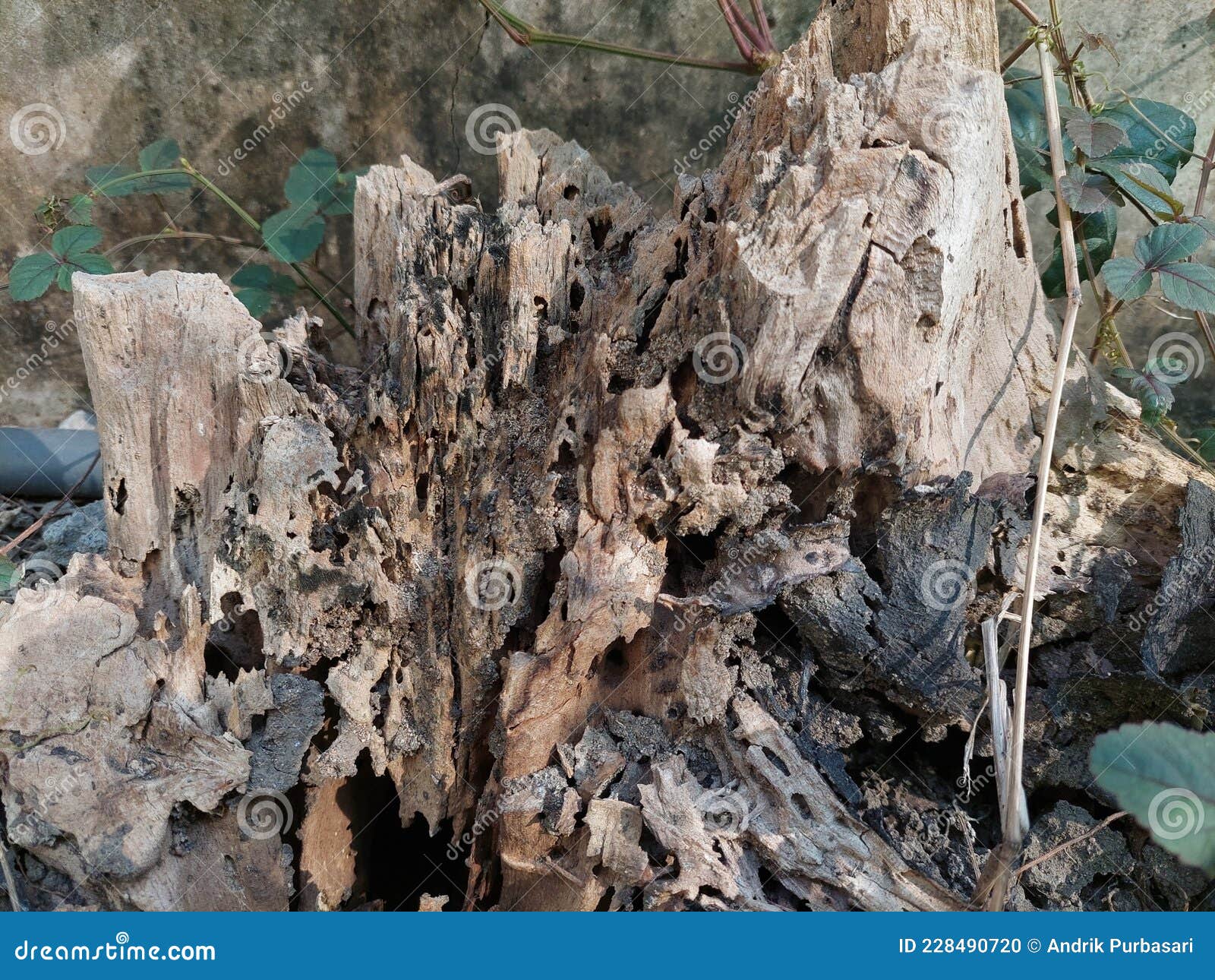 Trees that Have Died from Being Eaten by Termites so that they Form an ...