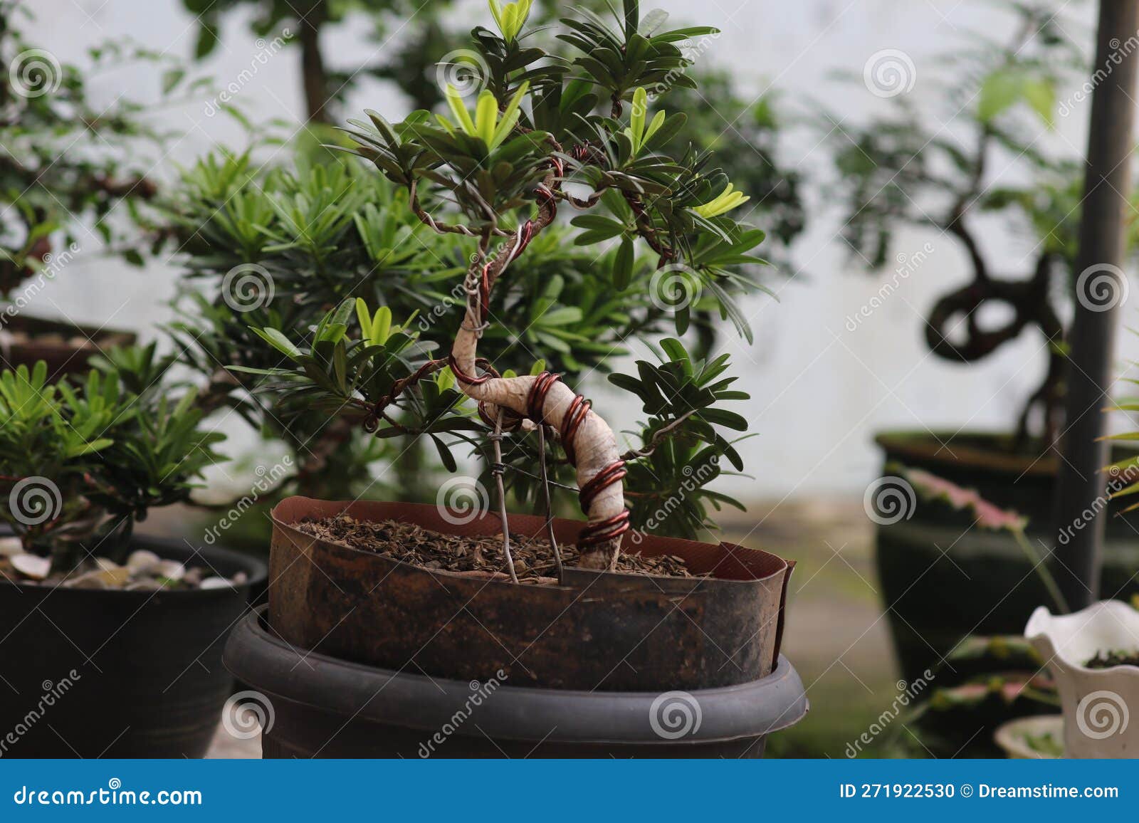 Trees that Have High Artistic Value are Obtained from Hard Work Stock ...