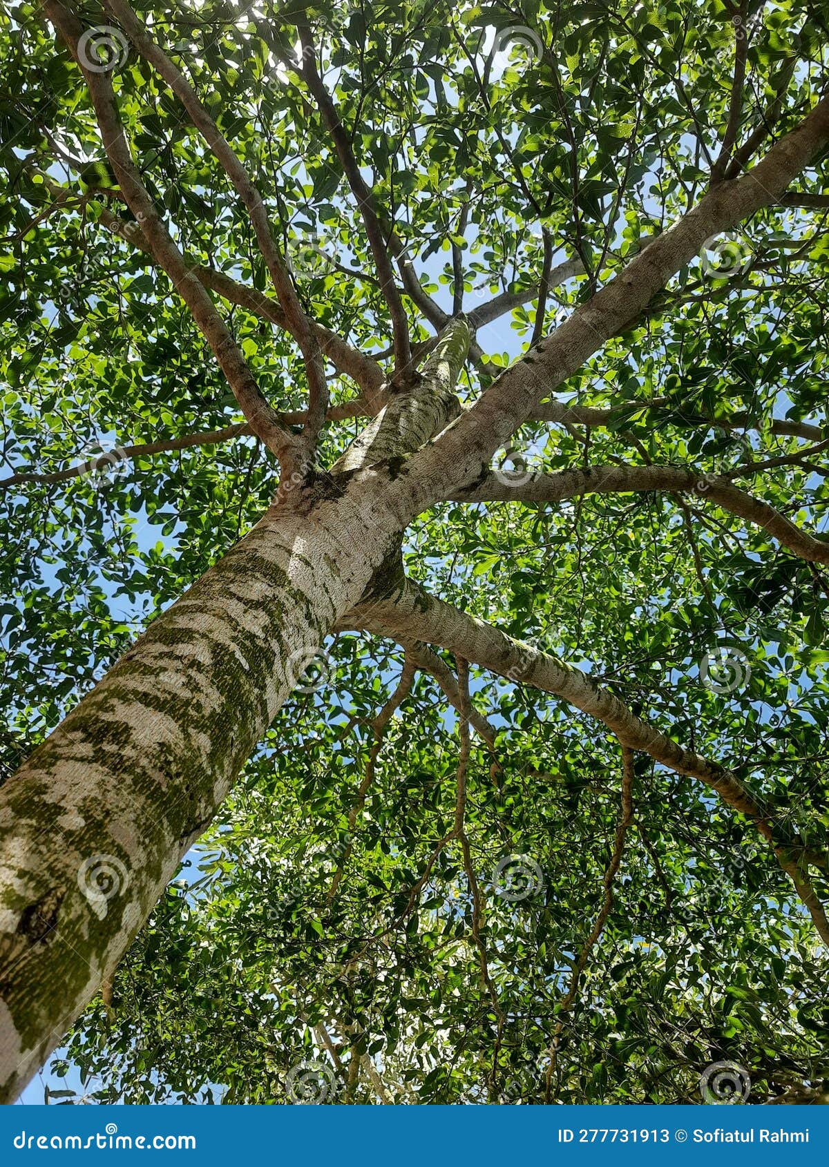 Trees heart of Borneo stock image. Image of green, trees - 277731913