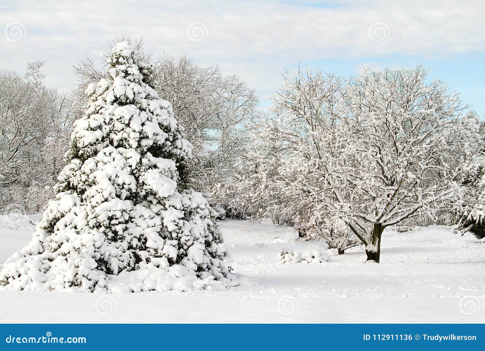 Trees Heavily Covered in Snow Stock Photo - Image of seasonal, freezing ...