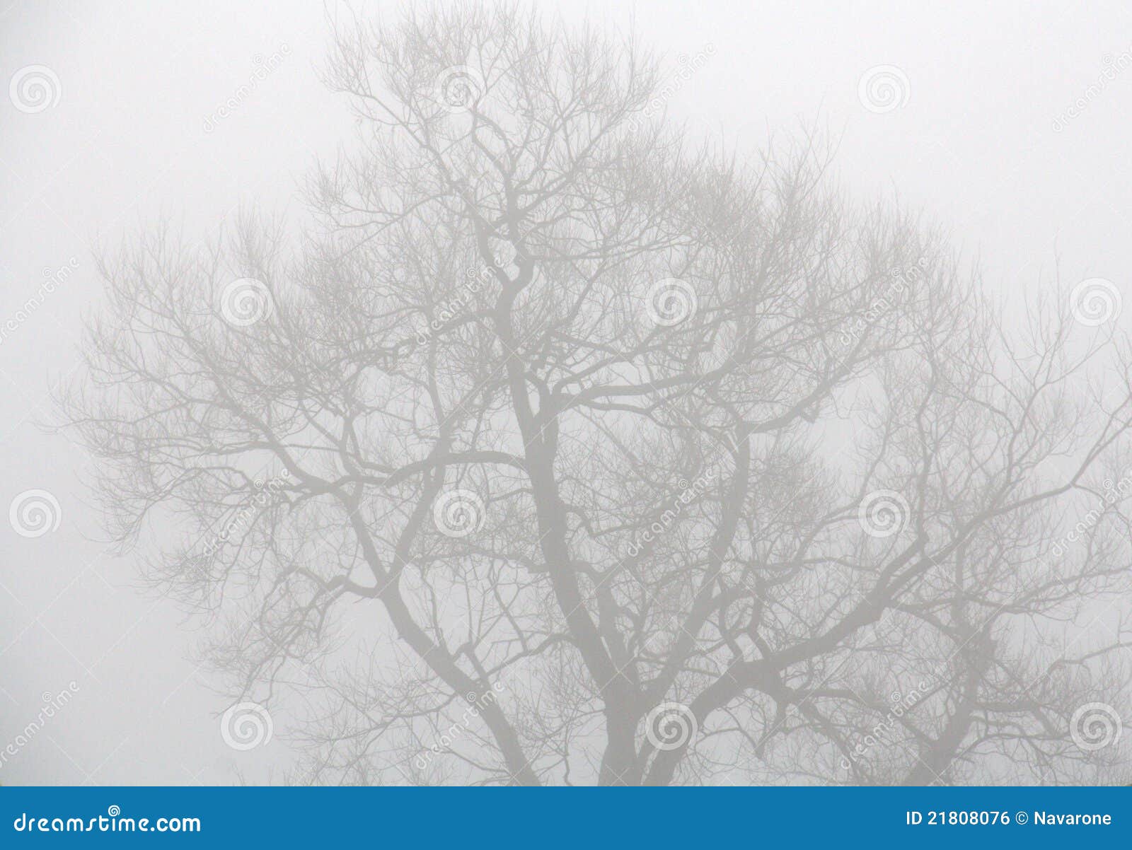 Trees through heavy mist stock photo. Image of country - 21808076