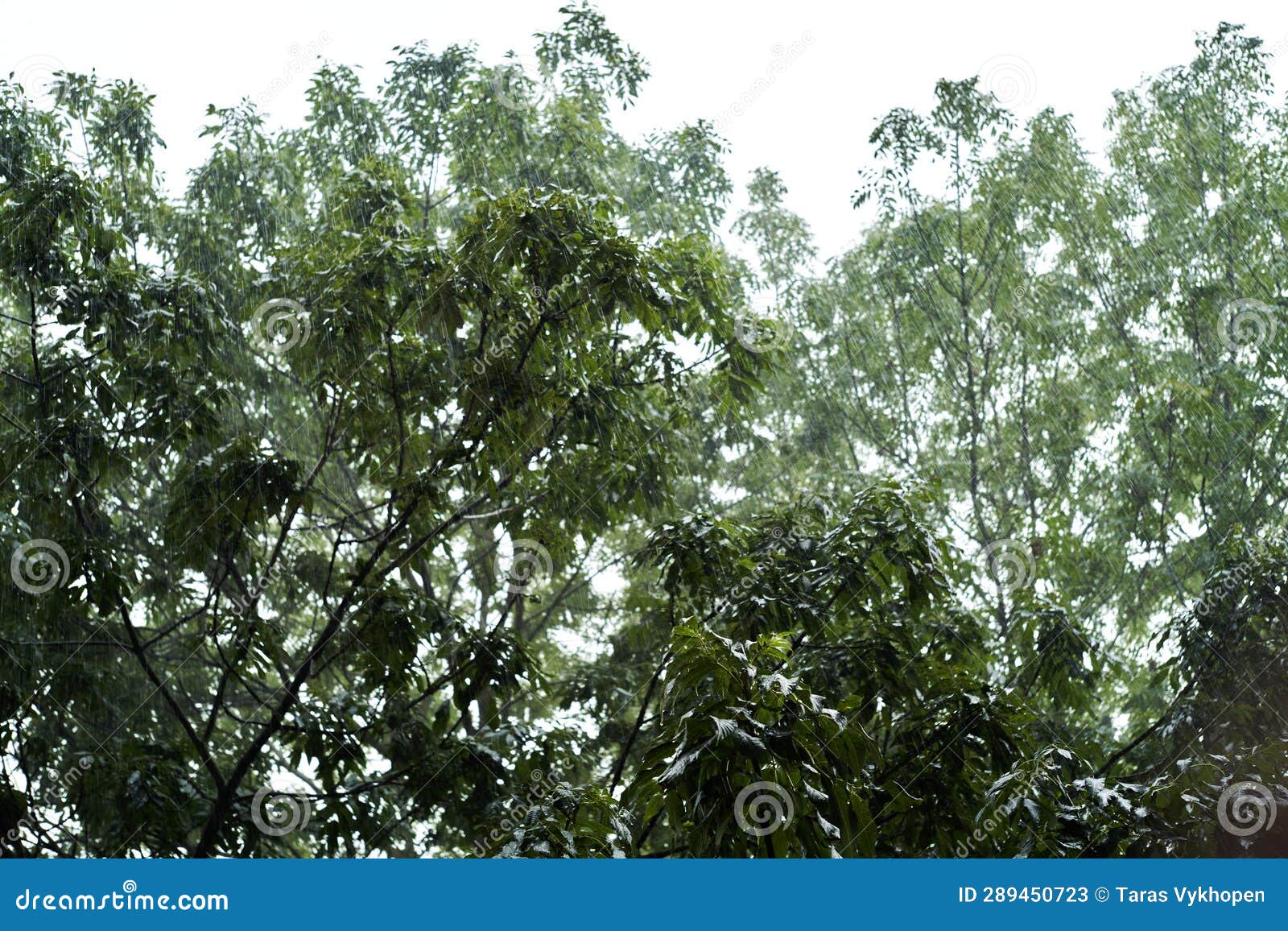 Trees during Heavy Rain and Wind Stock Image - Image of plant ...