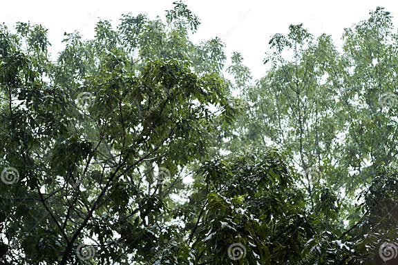 Trees during Heavy Rain and Wind Stock Image - Image of damage ...