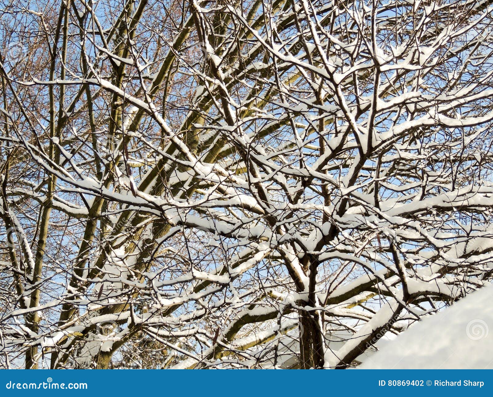 Trees after a Heavy Snow stock photo. Image of pattern - 80869402