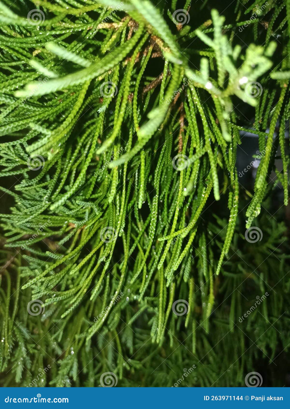 Trees herb evergreen stock photo. Image of plant, tree - 263971144