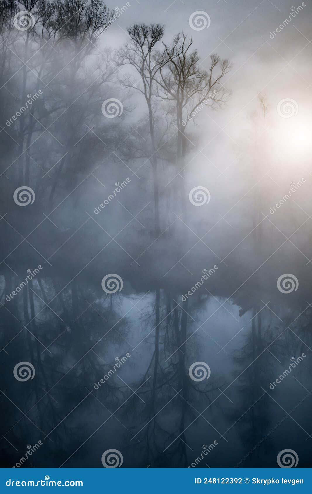 Trees hidden in mist stock photo. Image of haze, misty - 248122392