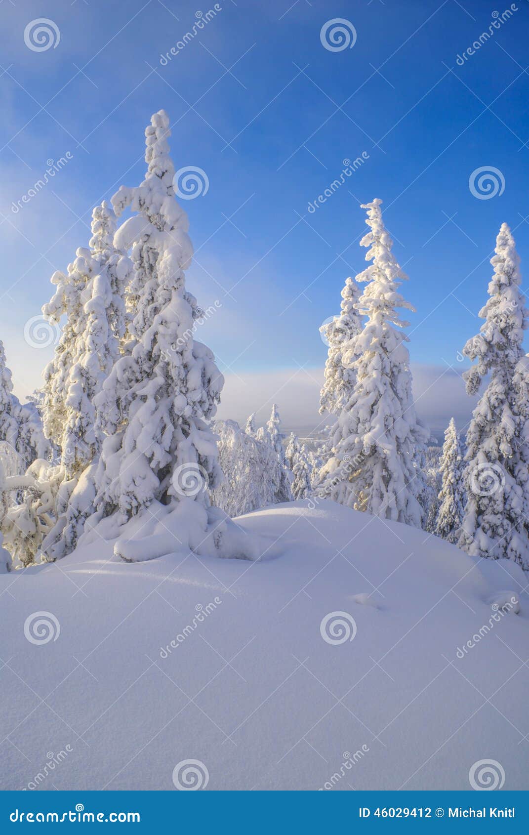 Trees hidden in snow stock photo. Image of frost, landscape - 46029412