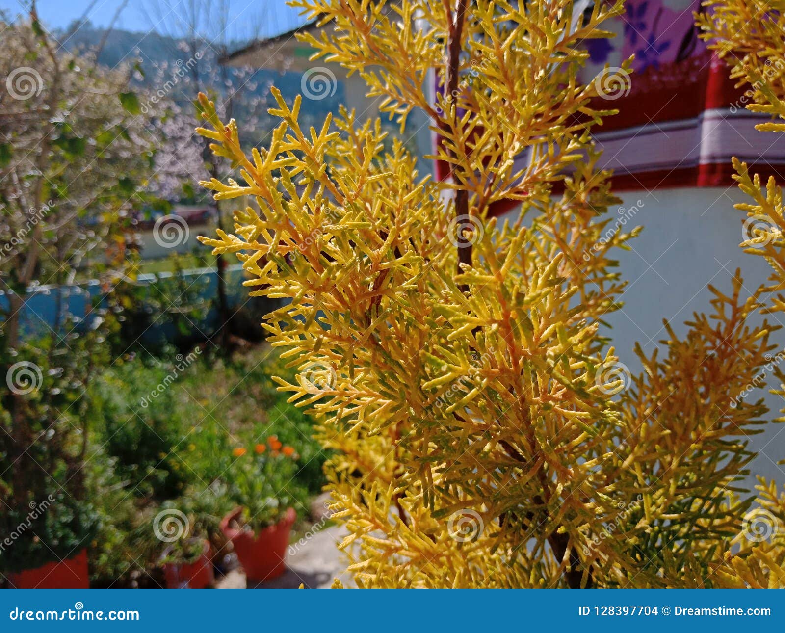 Trees at high altitude stock photo. Image of cool, high - 128397704