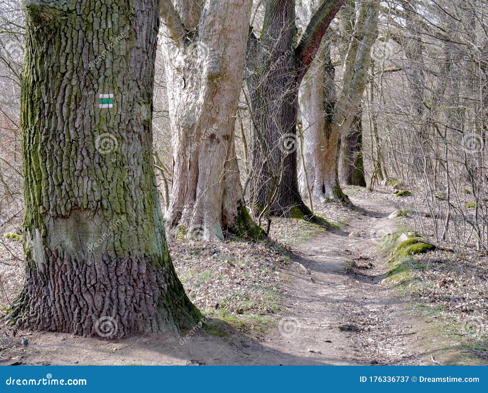 Trees on a Hiking Path in Central Bohemia Stock Image - Image of nature ...