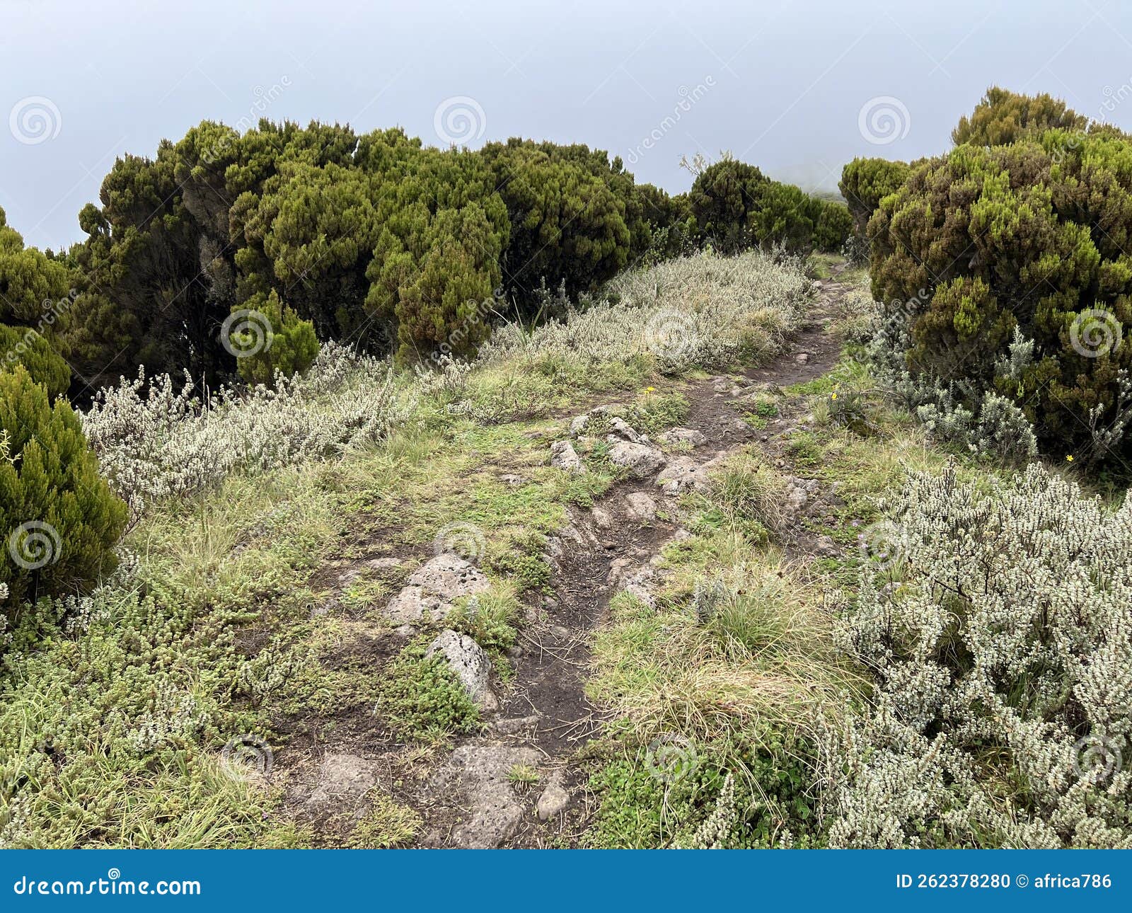 Trees and Hiking Path Inside the Elephant Hills in the Aberdare Range ...