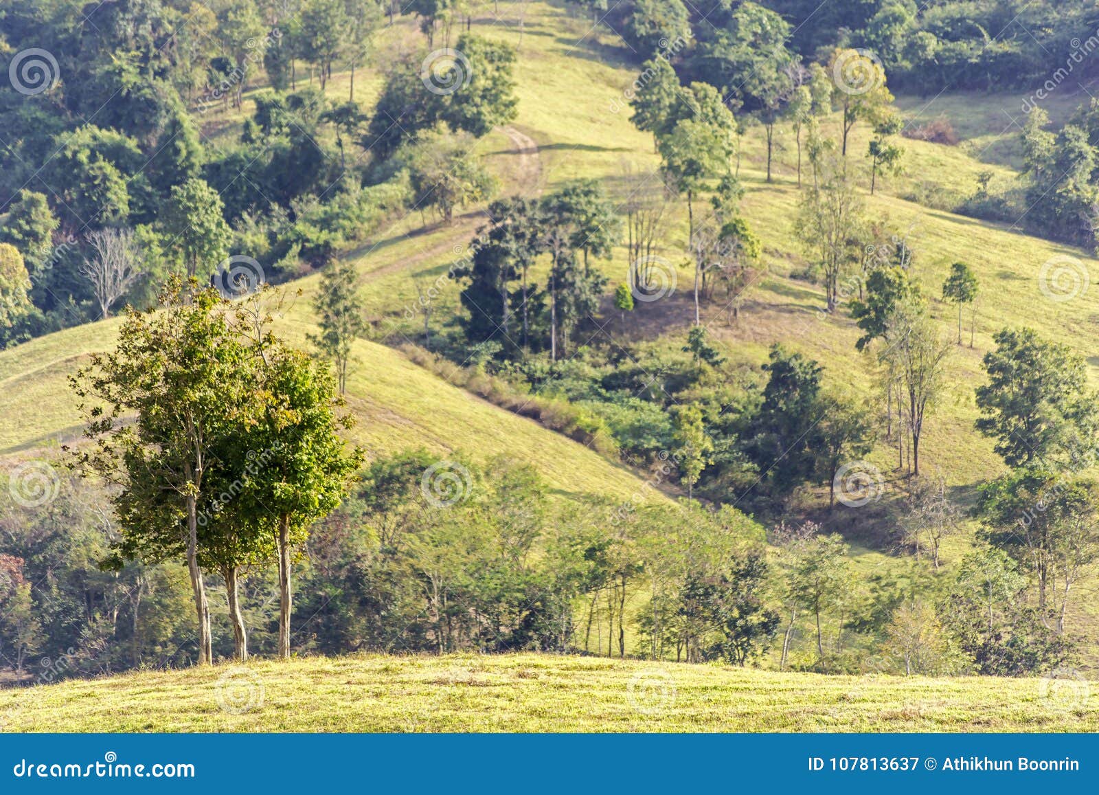 Trees on the Hill with Blurred Forest. Stock Image - Image of mountain ...