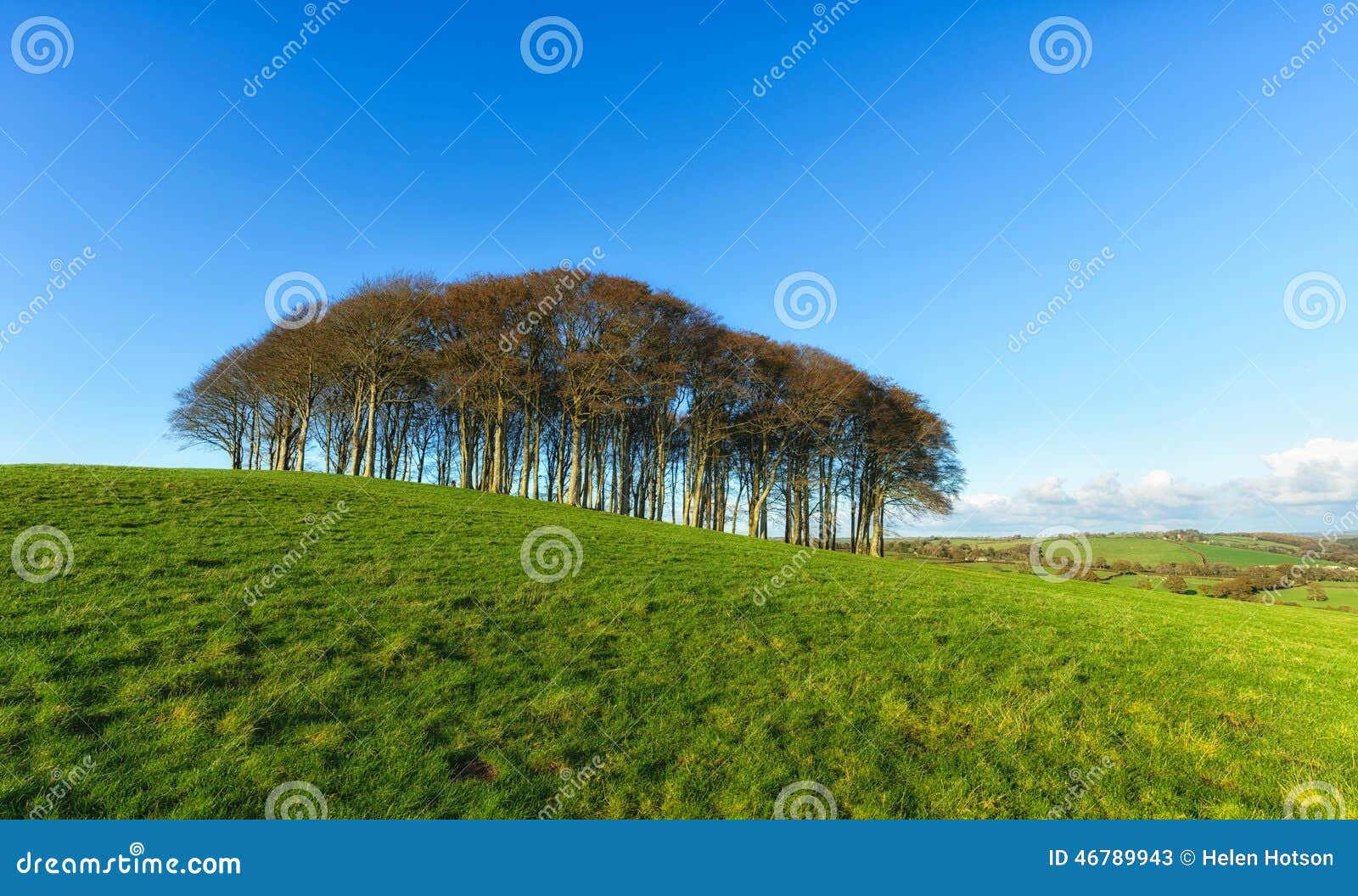 Trees on a Hill stock image. Image of border, landscape - 46789943