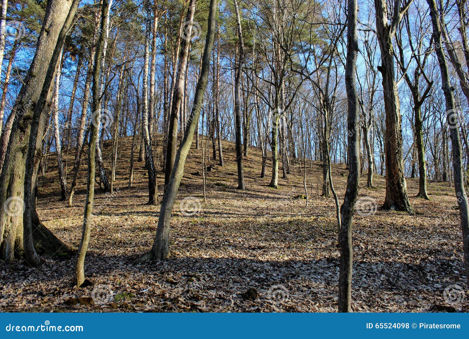 Trees On The Hill In Forest Stock Photo - Image of plant, background ...