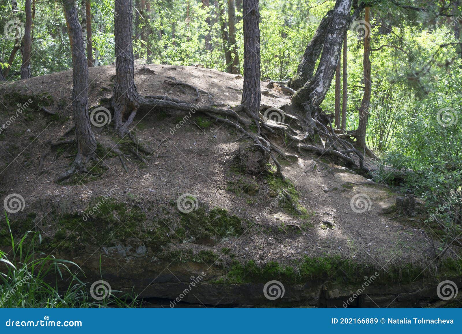 Trees on a Hill in the Forest Stock Image - Image of plant, tree: 202166889
