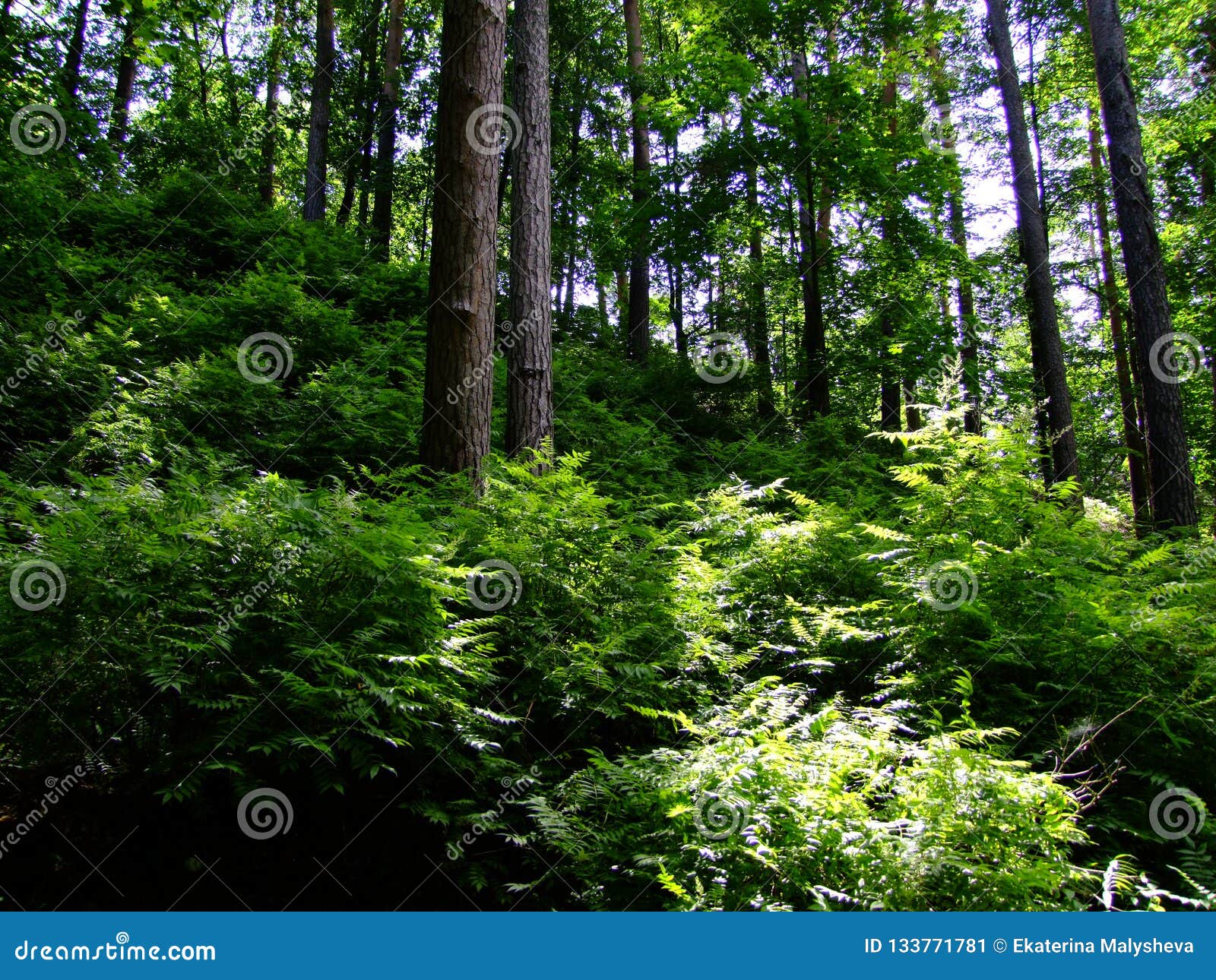 Trees on a Hill in the Forest Stock Image - Image of hill, scene: 133771781