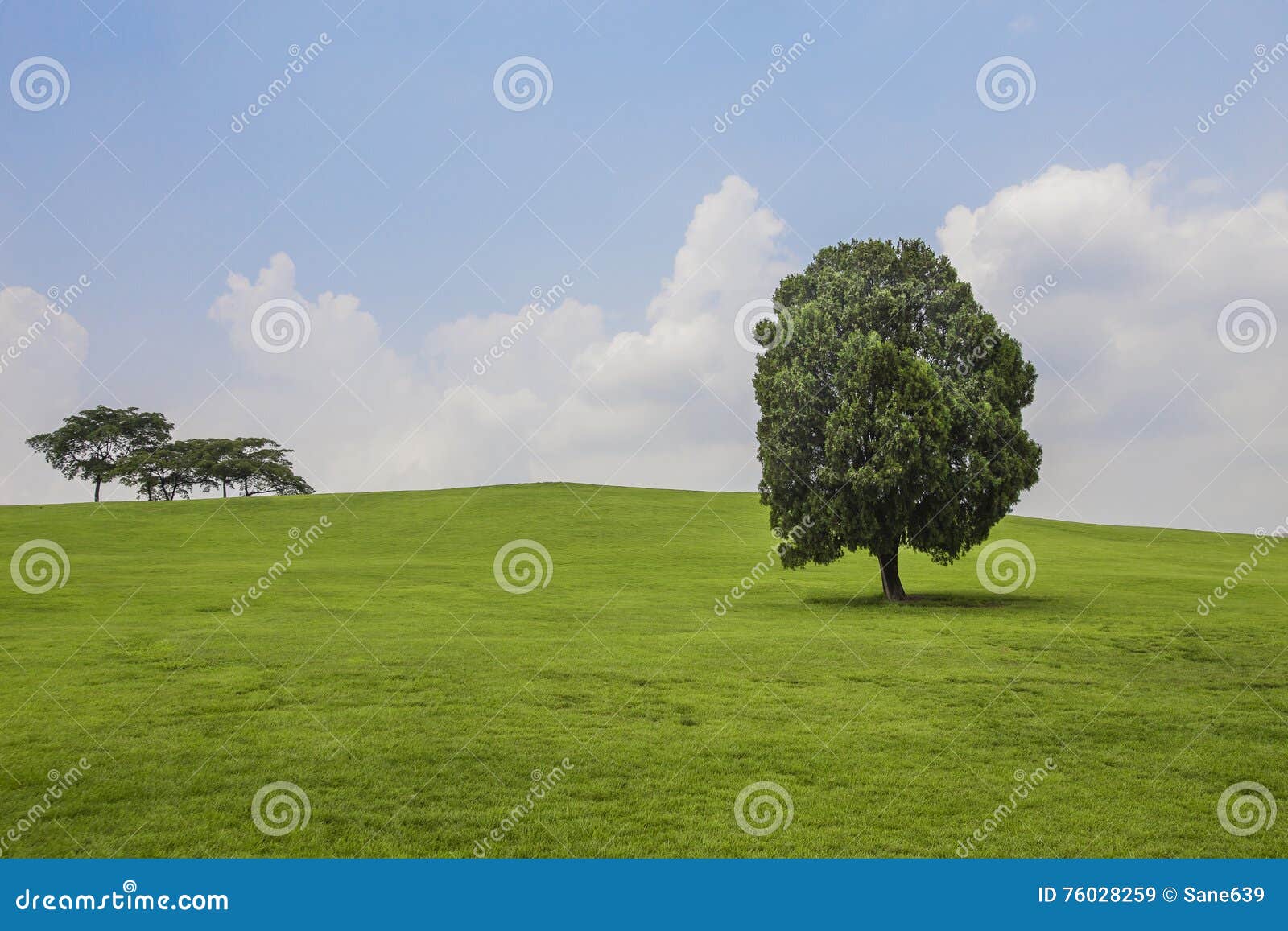 Trees on the Hill with Green Grass Stock Image - Image of grass ...