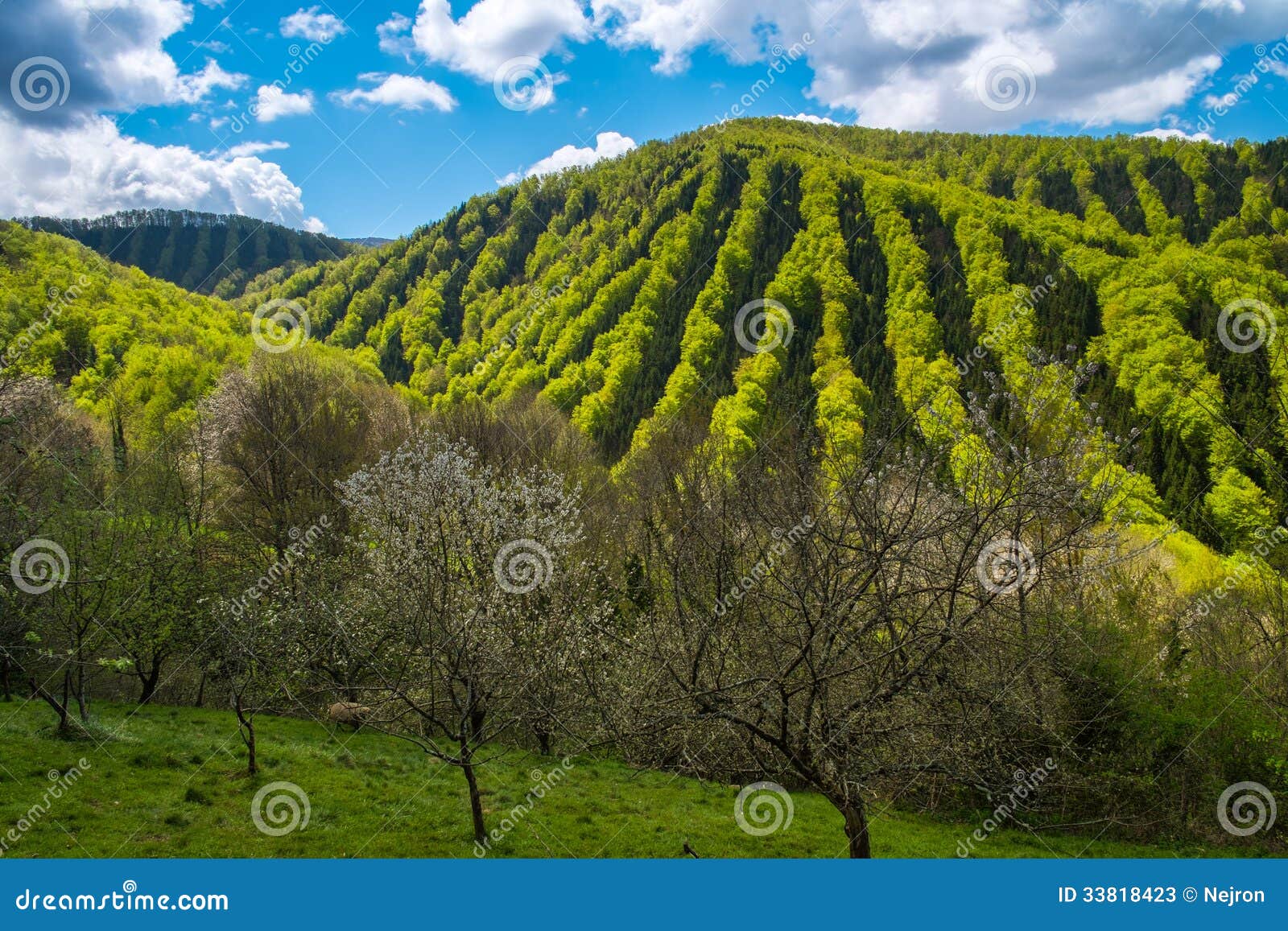 Trees on a hill stock image. Image of pattern, scenery - 33818423