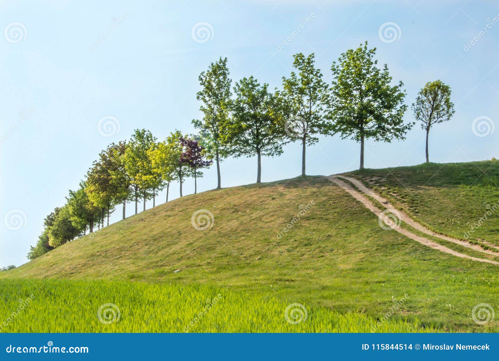 Trees on hill with path stock photo. Image of park, environment - 115844514
