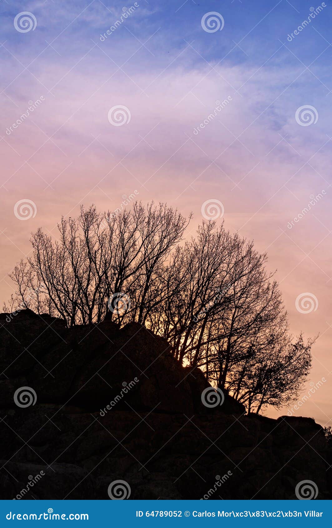 Trees on the Hill at Sunset Stock Photo - Image of morning, sunset ...