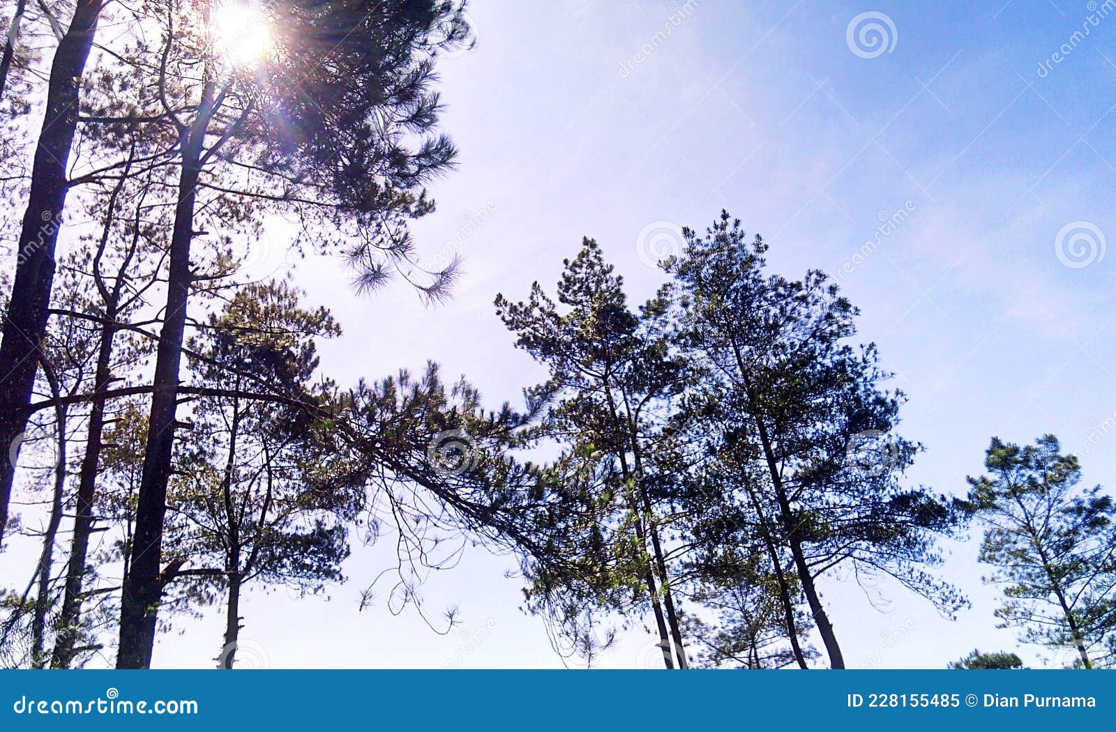 Trees in the Hills of the Island of Sumatra Stock Image - Image of ...