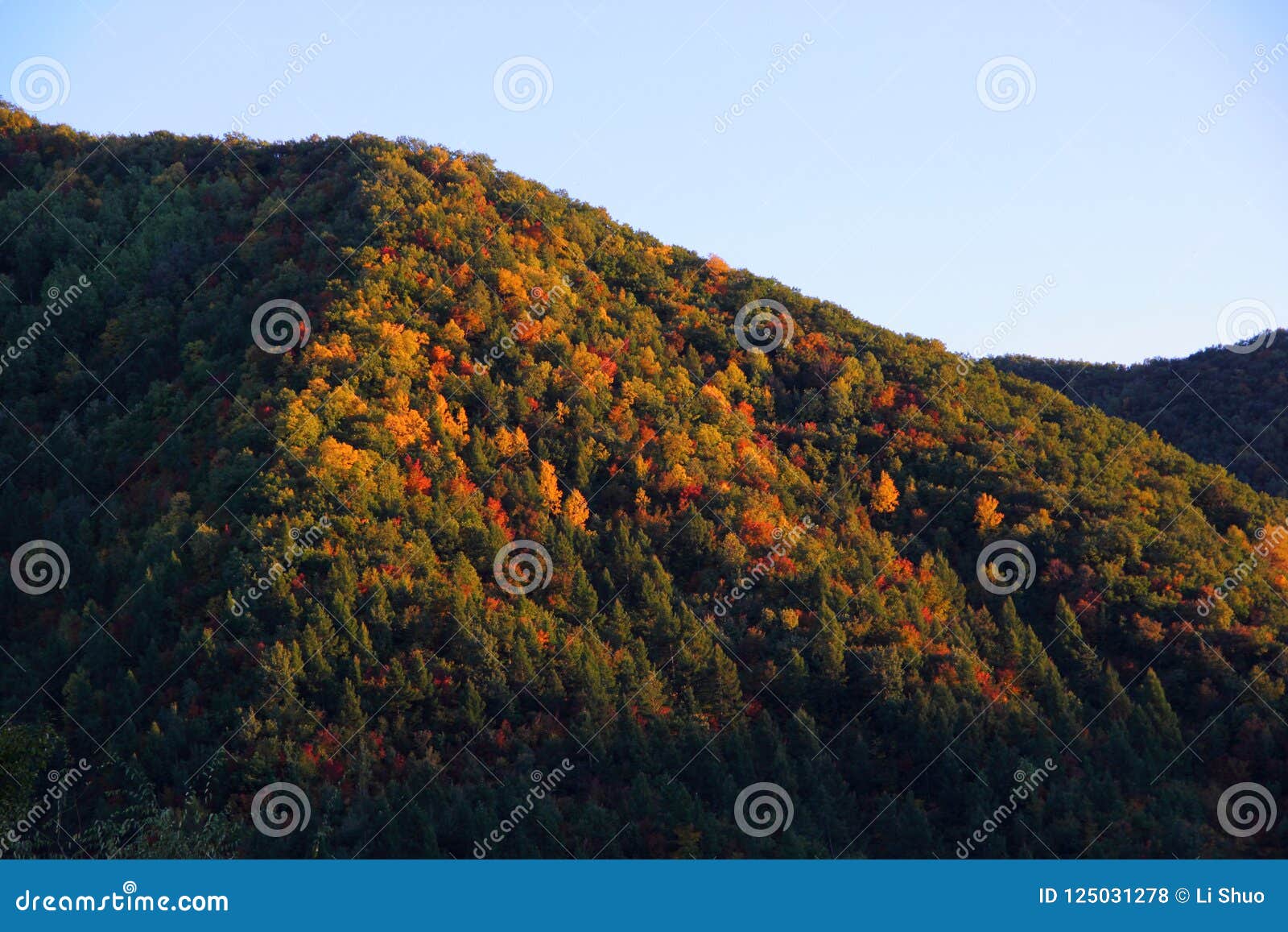 Trees on hillside stock photo. Image of area, meadow - 125031278