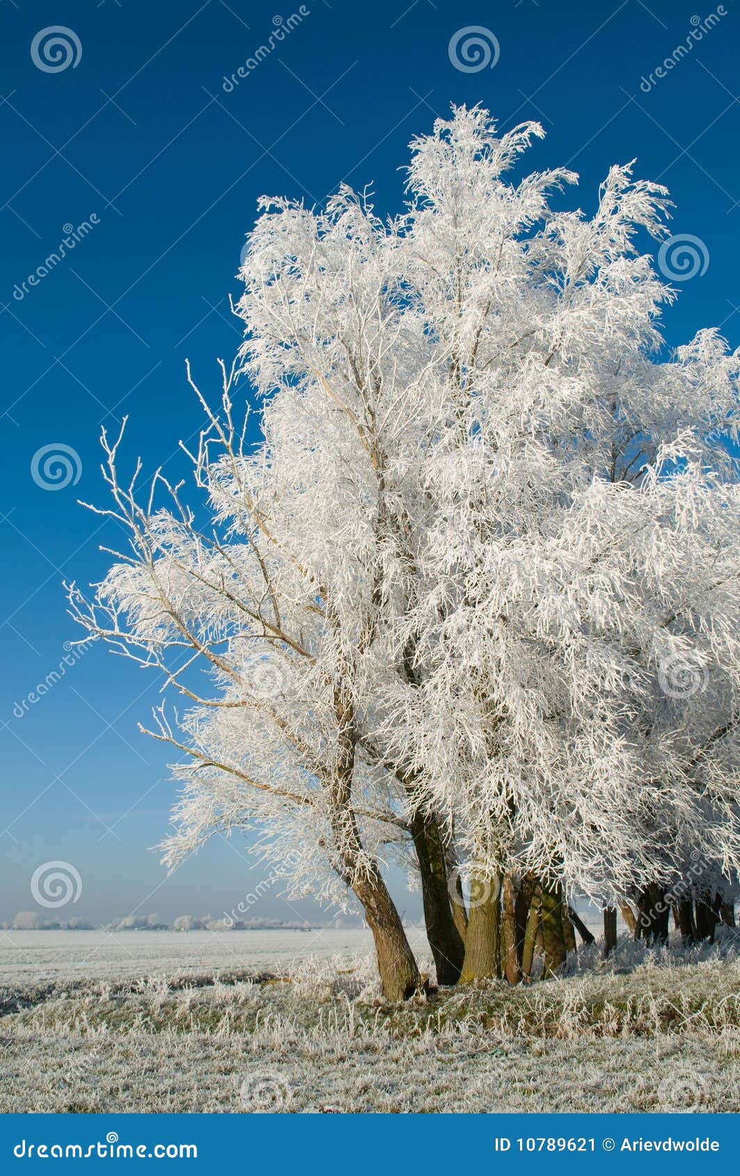 Trees in hoarfrost stock image. Image of tree, forest - 10789621