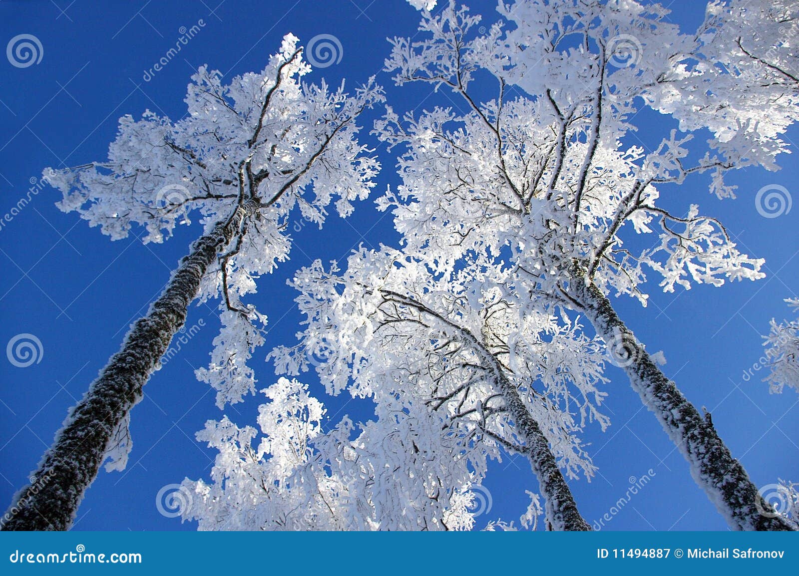 Trees in hoarfrost stock image. Image of branch, park - 11494887