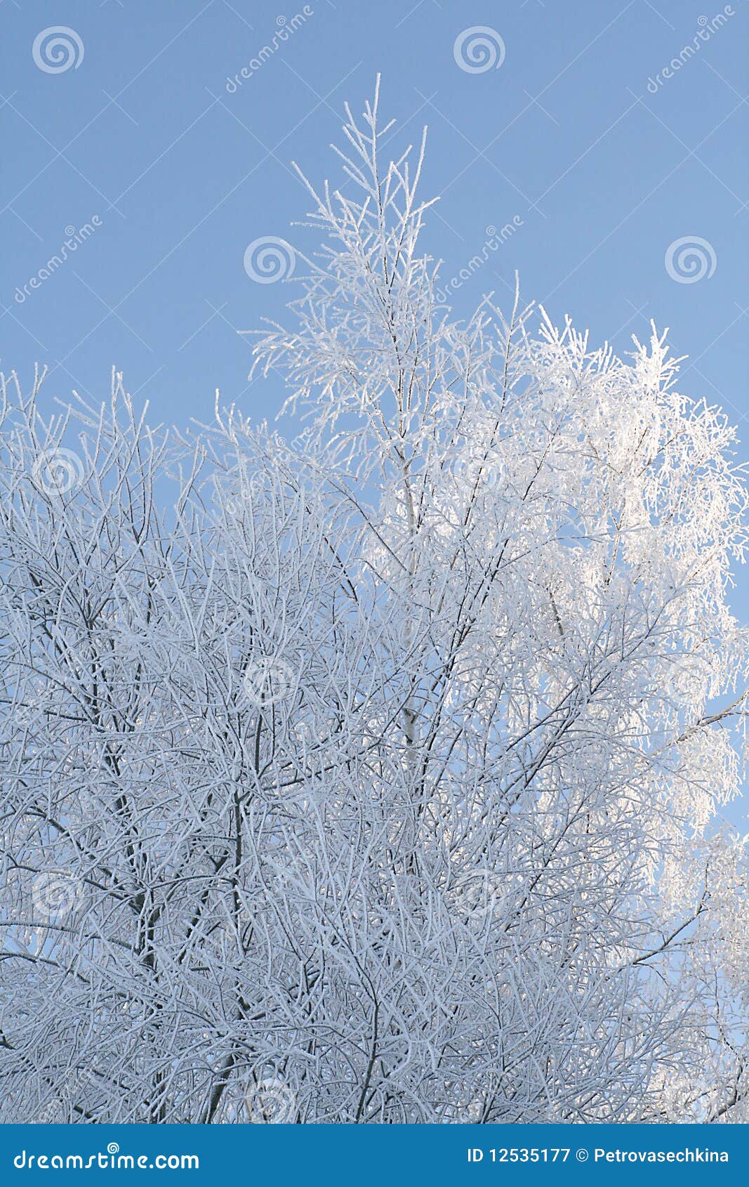 Trees and hoarfrost stock image. Image of snow, forests - 12535177