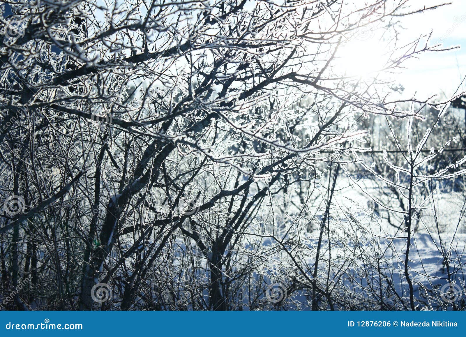 Trees in hoarfrost stock photo. Image of january, frozen - 12876206