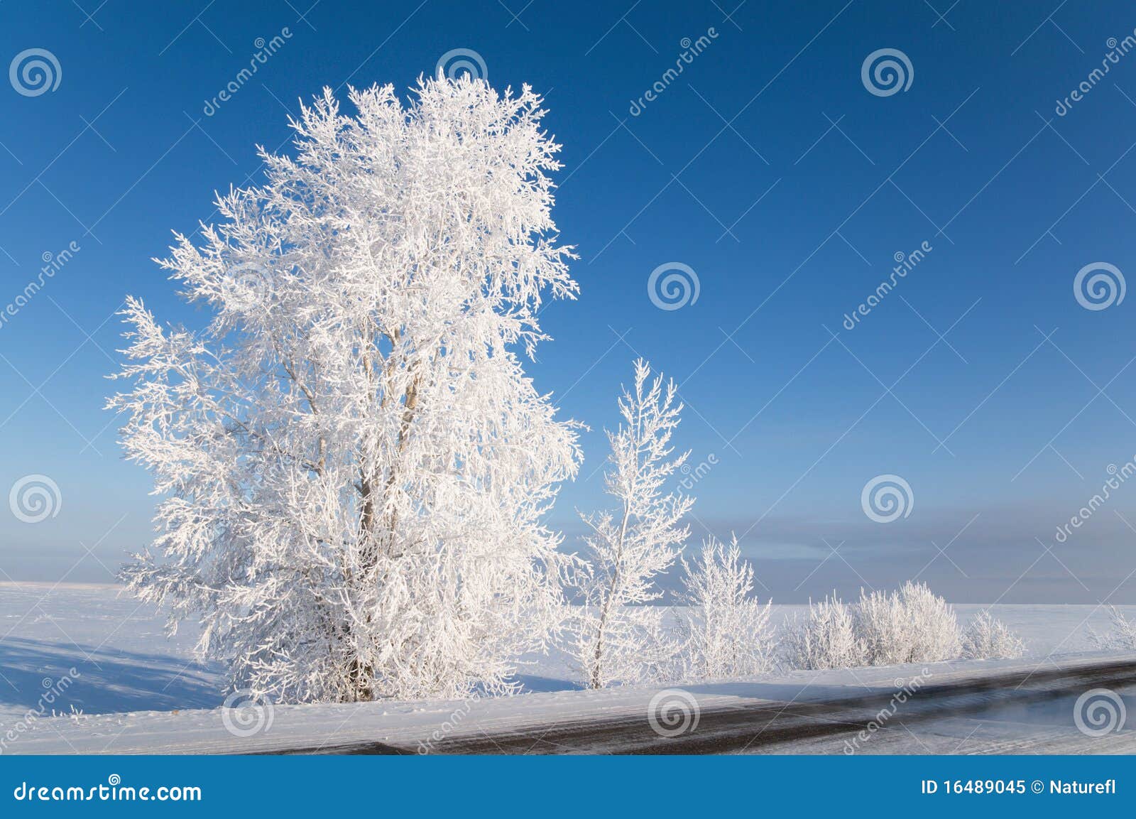 Trees in hoarfrost. stock image. Image of sapless, frozen - 16489045
