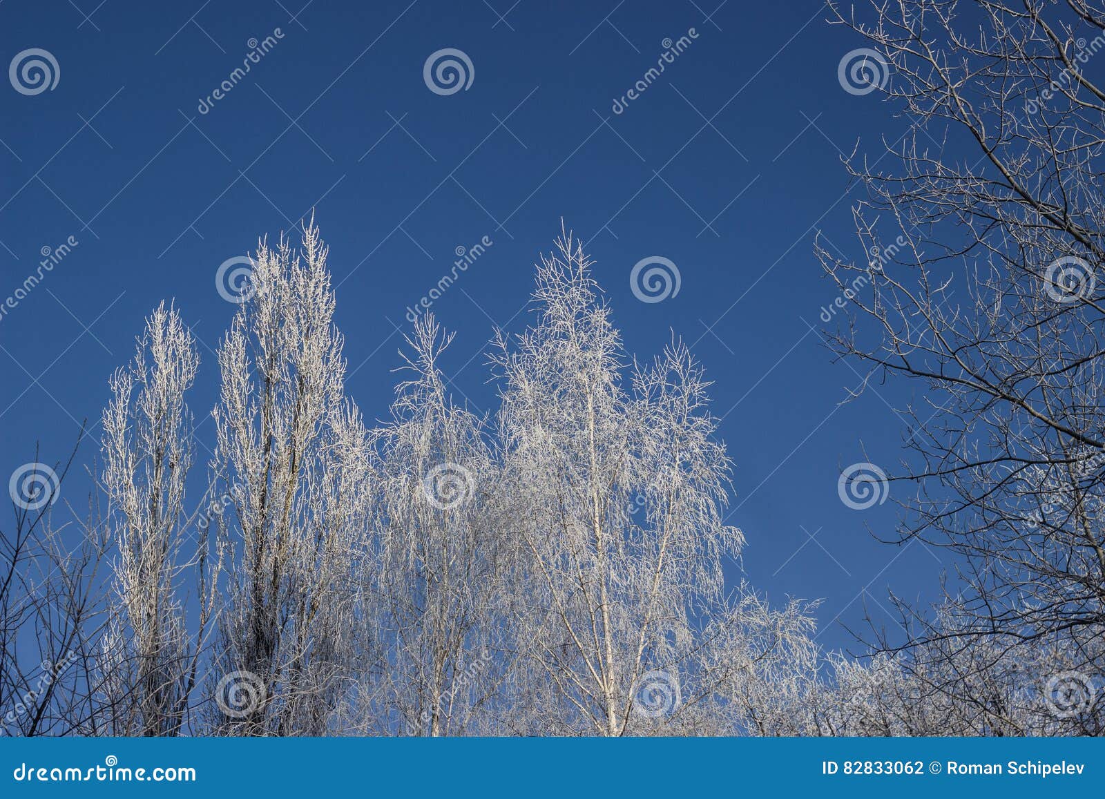 Trees in hoarfrost stock photo. Image of weather, park - 82833062