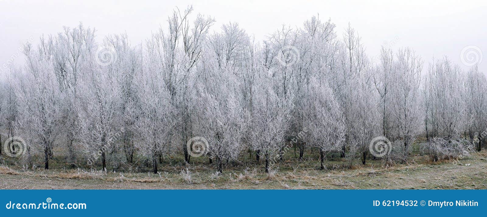 Trees in hoarfrost stock photo. Image of hoarfrost, natural - 62194532