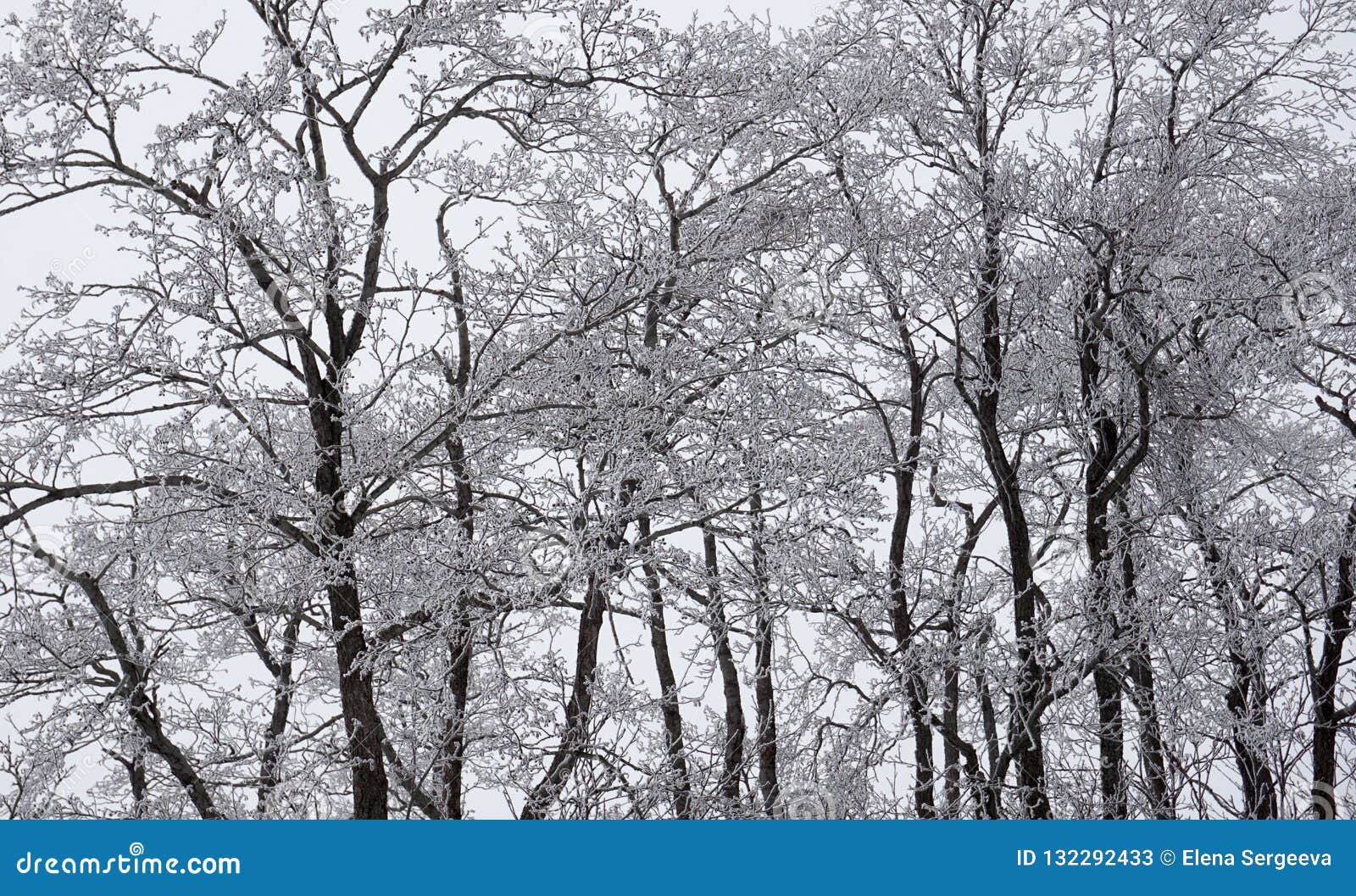 Trees in hoarfrost stock image. Image of northern, tree - 132292433