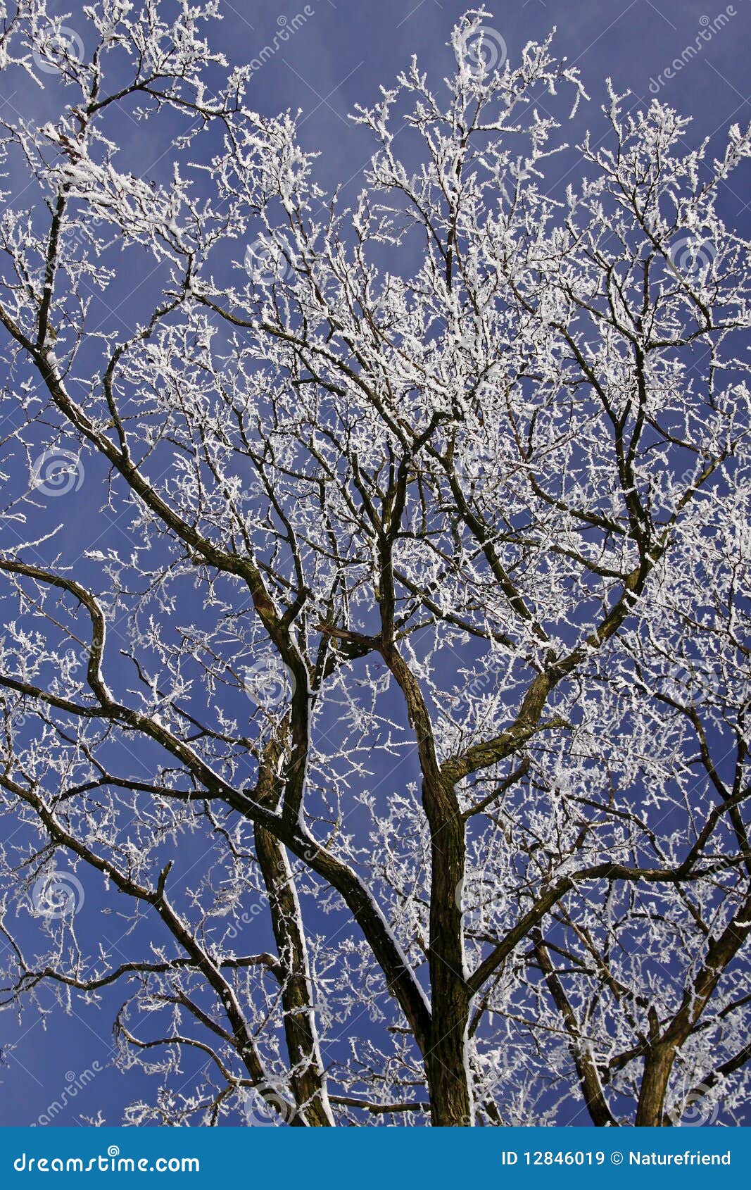 Trees with Hoarfrost in Winter, Germany Stock Image - Image of broad ...
