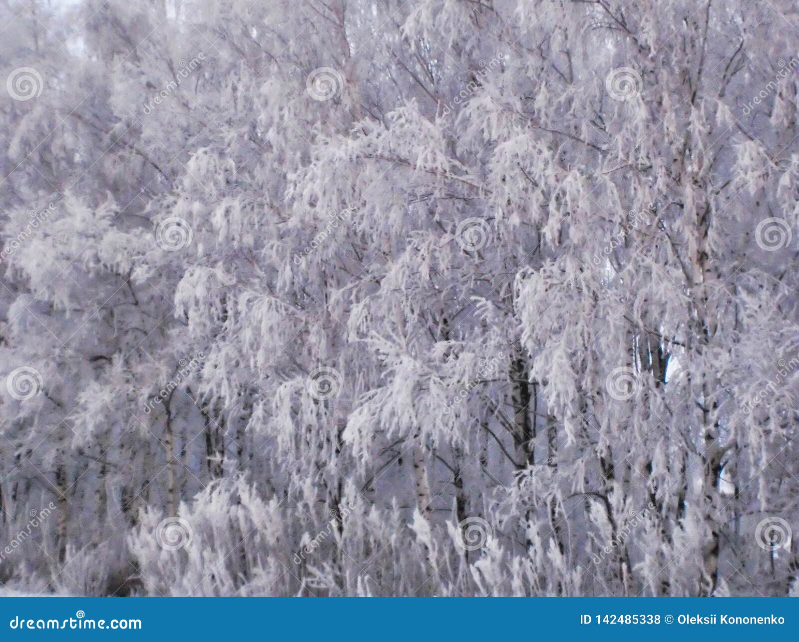 Trees in Hoarfrost, Winter Landscape, Snow Covered Trees Stock Photo ...