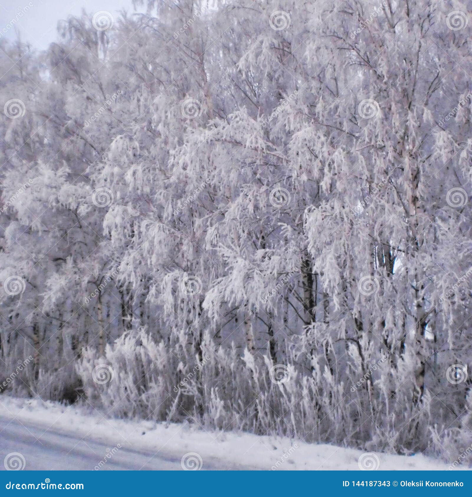 Trees in Hoarfrost, Winter Landscape, Snow Covered Trees Stock Image ...