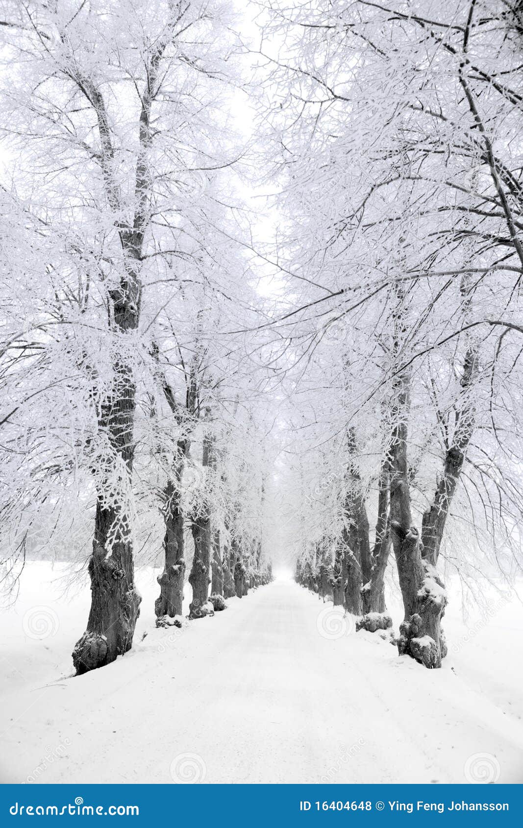 Trees in hoars frost stock photo. Image of cold, seasonal - 16404648